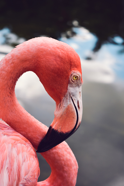 Flamingo Curve | PI Creative Art, online art, art online, art gallery ...